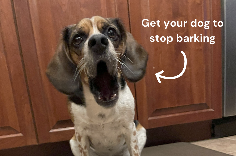 How to Stop Your Dog From Barking At Everything